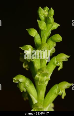 Microtis arenaria, Notched Onion-orchid in Baluk Willam Flora Reserve ...