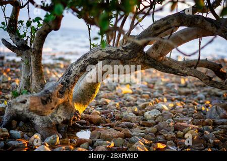 trunk of white mangrove tree Avicennia marina surrounded by aerial ...