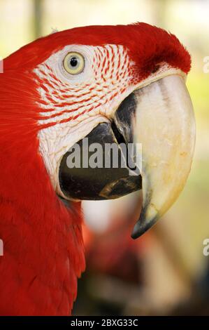 A Close up Green-winged Macaw face Stock Photo - Alamy