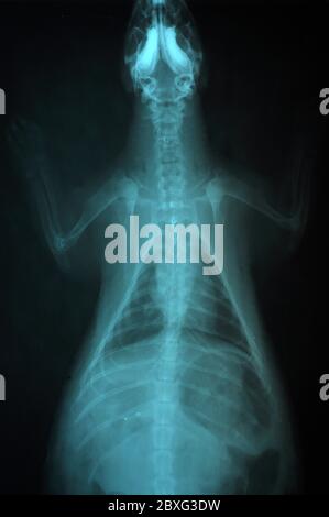 X-ray of dog skull. Veterinary x-ray image Stock Photo - Alamy