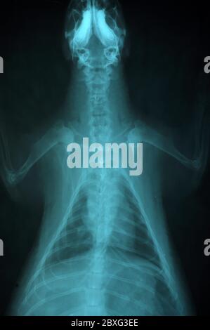 X-ray of dog skull. Veterinary x-ray image Stock Photo - Alamy
