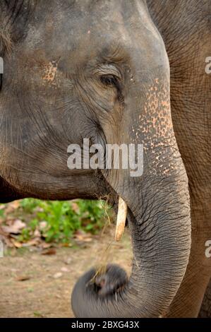 Nature of the Asian ivory. It is the elephant tooth Stock Photo - Alamy