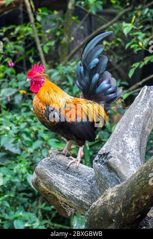 portrait of Rooster, crest of rooster Stock Photo - Alamy