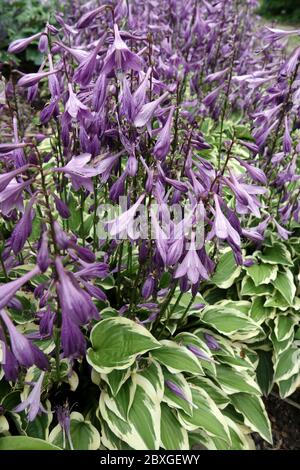 Flowering Hostas, Hosta "Little Wonder", Hosta "Blue Boy Stock Photo ...