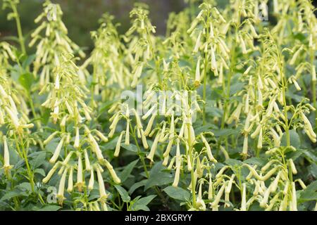 Cape Fuchsia (Phygelius aequalis Yellow Trumpet), Scrophulariaceae ...
