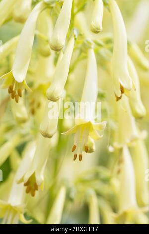 Cape Fuchsia (Phygelius aequalis Yellow Trumpet), Scrophulariaceae ...