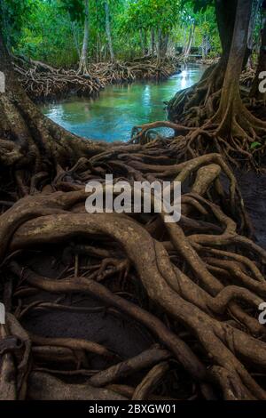 Wild plants in a summer forest in the countryside Stock Photo - Alamy