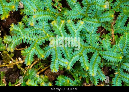 Selaginella uncinata. (Blue Spikemoss, Peacock Moss, Peacock Spikemoss ...