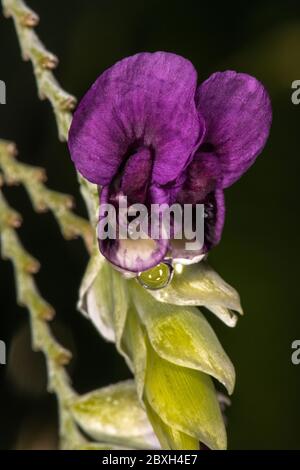 powdery alligator-flag, hardy canna, or powdery thalia Thalia dealbata ...