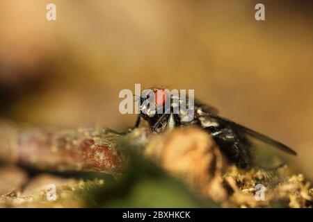 Sarcophagid (flesh) fly on wall against green background, England Stock ...