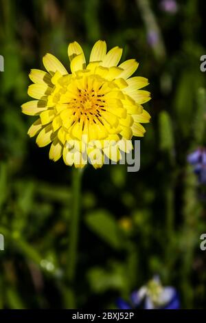 Texas False Dandelion Pyrrhopappus multicaulis Isolated on black ...