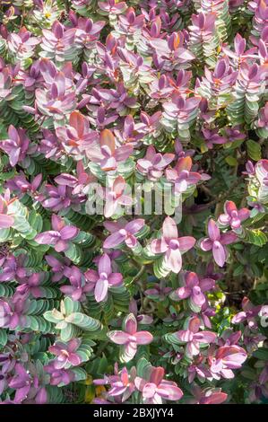 Hebe albicans 'Red Edge' in Flower Stock Photo - Alamy