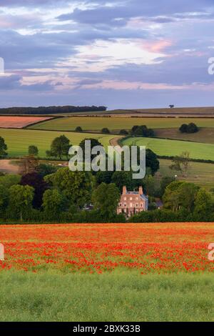 Forston, Dorset, UK. 7th June 2020. UK Weather. A carpet of red poppies ...