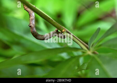 An inch worm inching along Stock Photo - Alamy