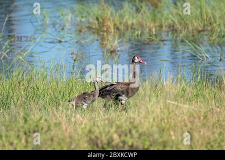 Adult Black Spur-winged Goose (Plectropterus gambensis niger), close-up ...
