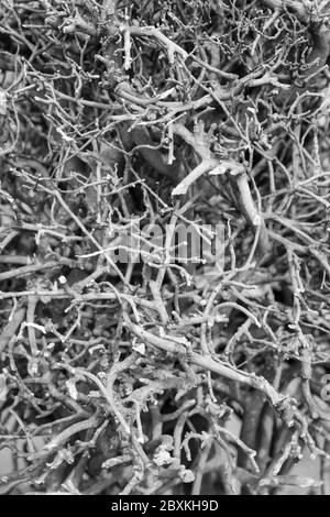 Dry shrubby clump tree in the morning Stock Photo - Alamy