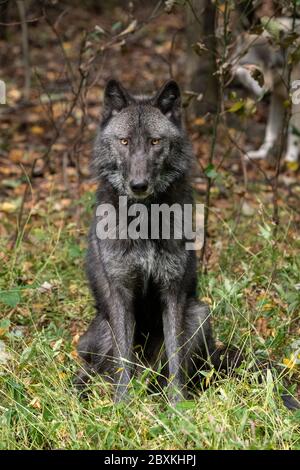 Grey Wolf Sitting Stock Photo - Alamy