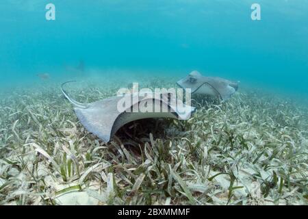 Southern stingrays (Hypanus americanus) large female and two smaller ...