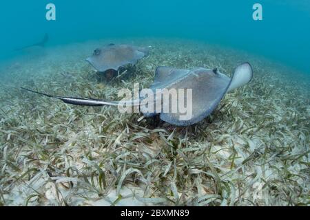 Southern stingrays (Hypanus americanus) large female and two smaller ...