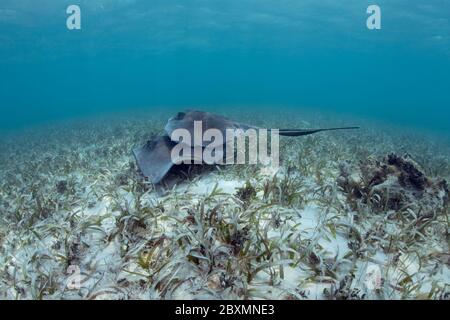 Southern stingrays (Hypanus americanus) large female and two smaller ...