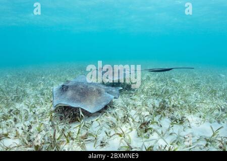 Southern stingrays (Hypanus americanus) large female and two smaller ...