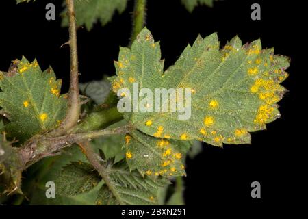 Blackberry rust (Kuehneola uredinis) lesions and orange spores on the ...