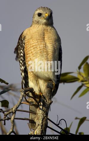 Red-shouldered Hawk, red-shouldered hawks (Buteo lineatus), Buzzard ...