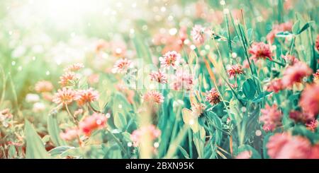 Wildflowers of clover in rays of sunlight Stock Photo - Alamy