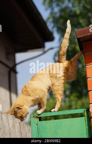 Ginger cat ready to jump Stock Photo - Alamy