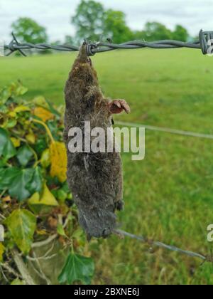 Dead moles caught by a traditional Mole catcher hanging from a barbed ...