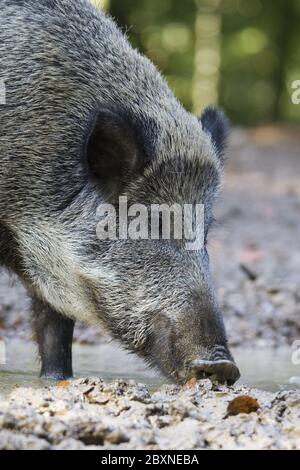 Wild Boar, germany Stock Photo - Alamy
