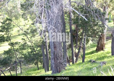 Wild native bushland at Wedderburn,Victoria, Australia Stock Photo - Alamy