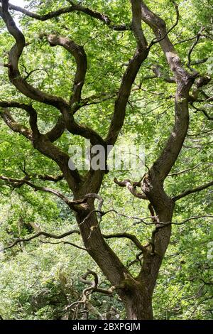 Ancient twisted trees in a Warwickshire forest, Studley, UK Stock Photo ...
