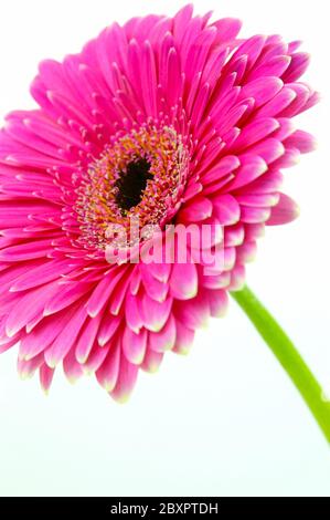 A pink erbera flower Stock Photo - Alamy