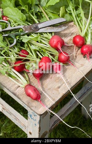 Fresh radishes with old scissors on wooden chair on green background ...