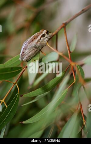 Western Green Tree Frog Stock Photo - Alamy