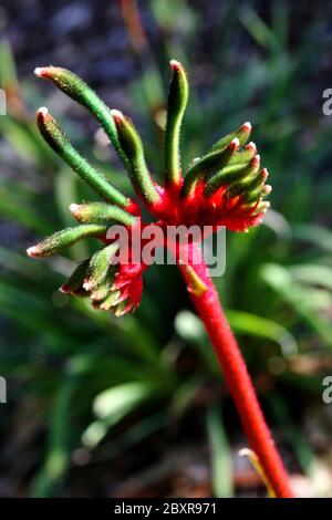 green kangaroo paw flower Australian close-up Anigozanthos viridis ...