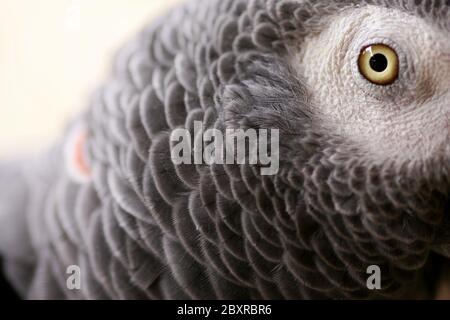African grey parrot (Jako) isolated on white Stock Photo - Alamy