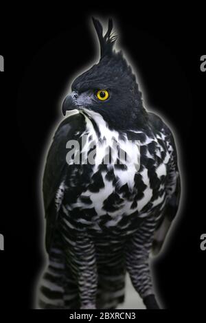 Myths Hawk Eagle Stock Photo - Alamy