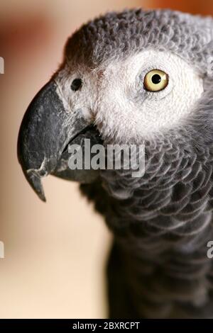 African grey parrot (Jako) isolated on white Stock Photo - Alamy