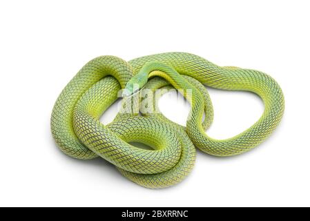 Baron's green racer snake isolated on white background Stock Photo - Alamy