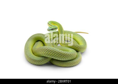 Baron's green racer snake isolated on white background Stock Photo - Alamy