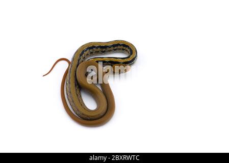 Copper-headed Trinket snake isolated on white background Stock Photo ...