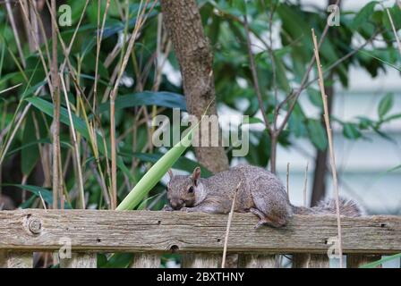 A furry gray squirrel planking by stretching out flat belly down on a ...