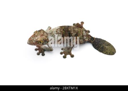Mossy Leaf-tailed Gecko isolated on white bacground Stock Photo - Alamy