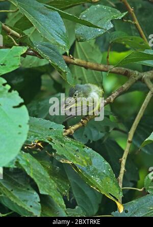 Lesser Greenlet (Hylophilus decurtatus Stock Photo - Alamy