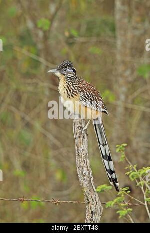 Lesser Roadrunner (Geococcyx velox Stock Photo - Alamy