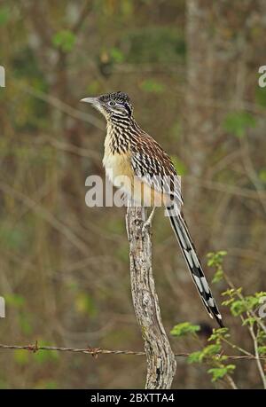 Lesser Roadrunner (Geococcyx velox) adult, running, Honduran Emerald ...
