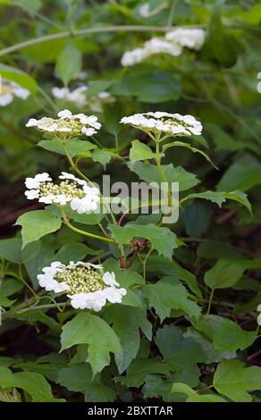 Vertical close-up of white woodland strawberry flowers with yellow ...
