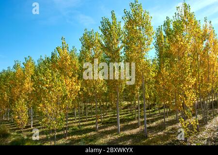 A beautiful elm forest in the middle of autumn Stock Photo - Alamy